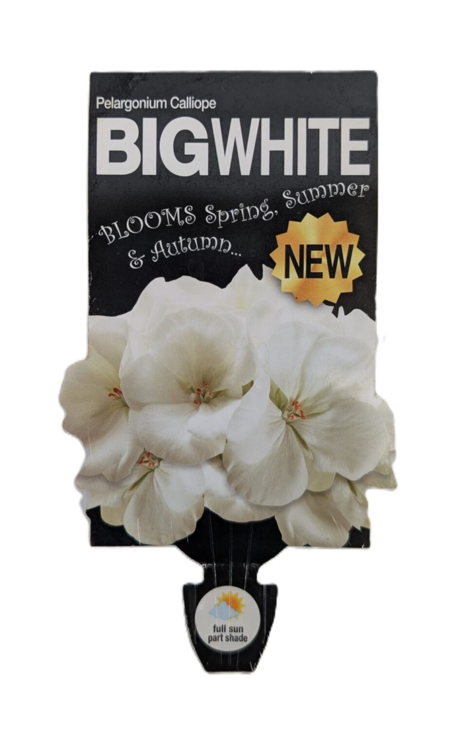 Geranium - Big White - Guildford Garden Centre