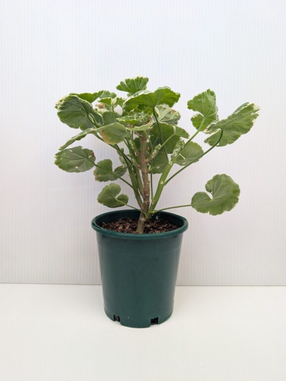 Geranium - Variegated - Guildford Garden Centre