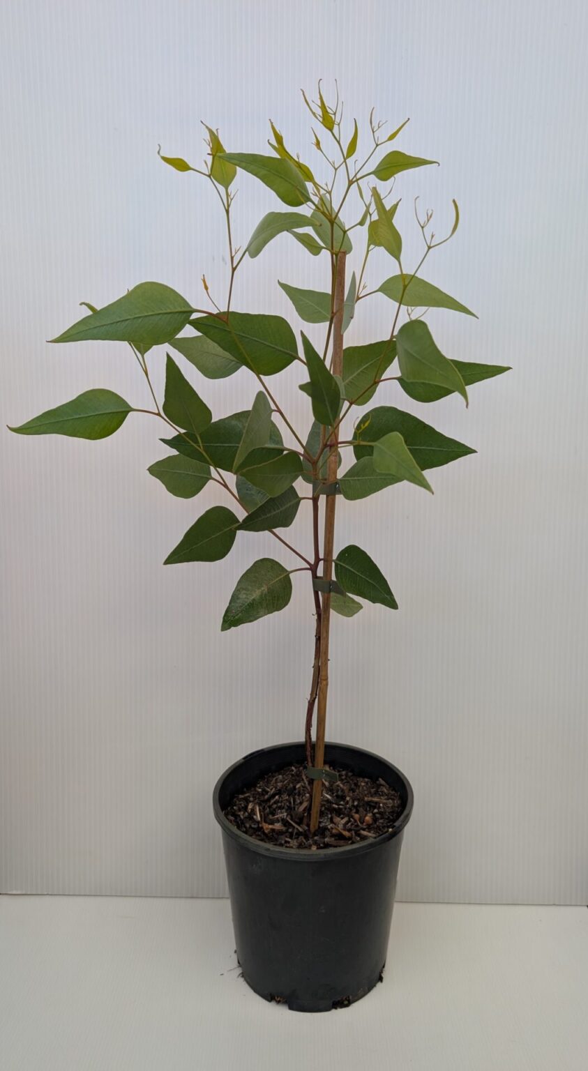 Eucalyptus – Long-flowered Marlock - Guildford Garden Centre