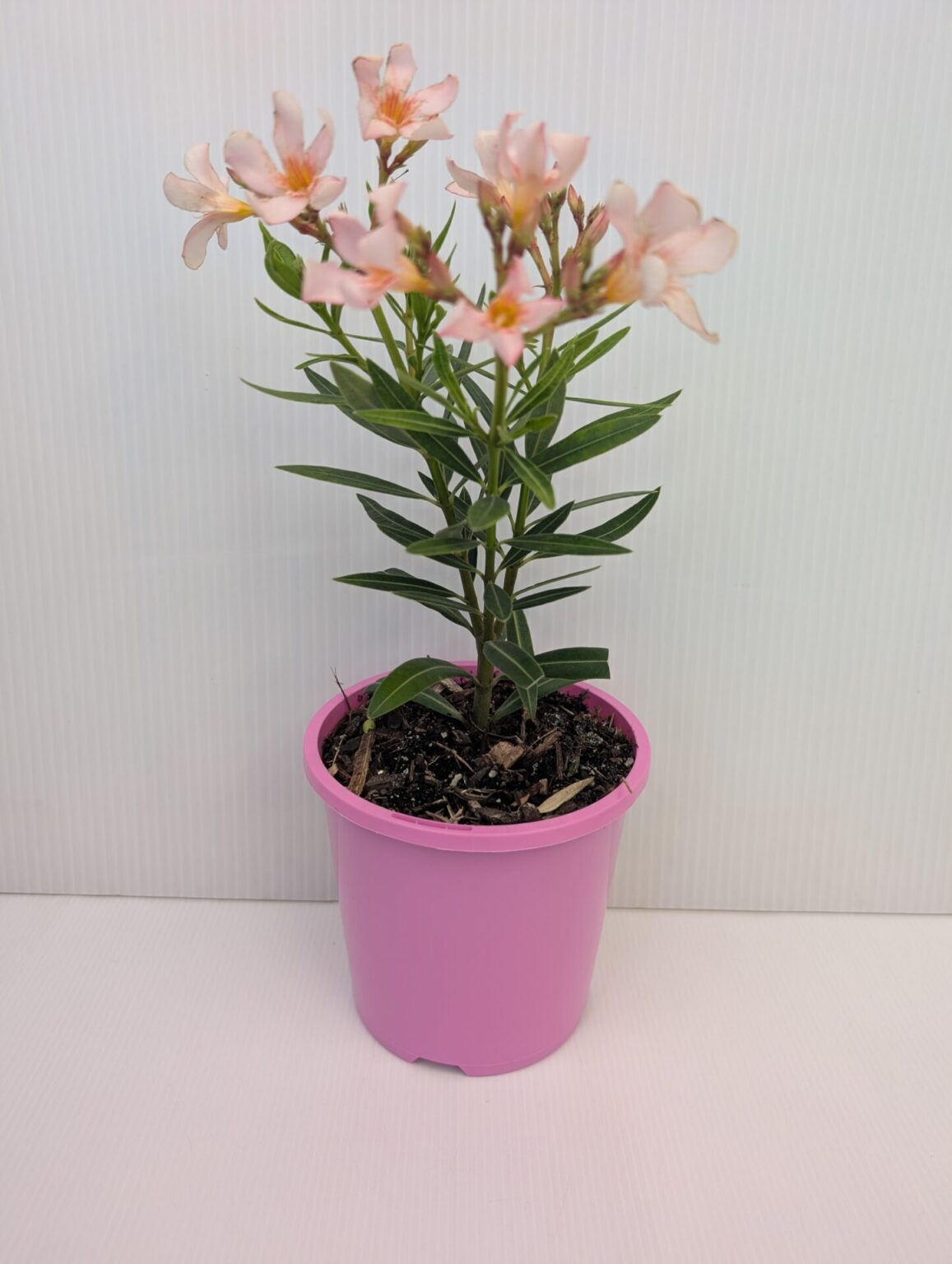 Oleander - Pink - Dwarf - Guildford Garden Centre