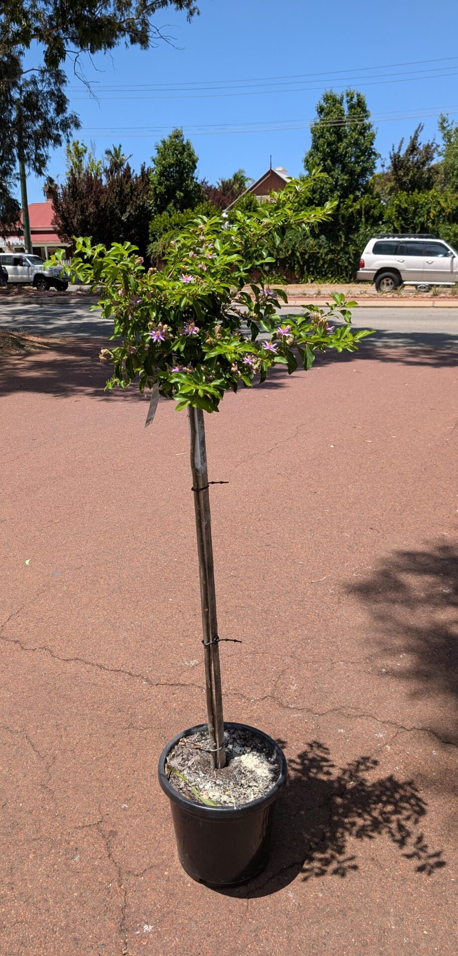 Grewia - Lavender Star - Standard - Guildford Garden Centre