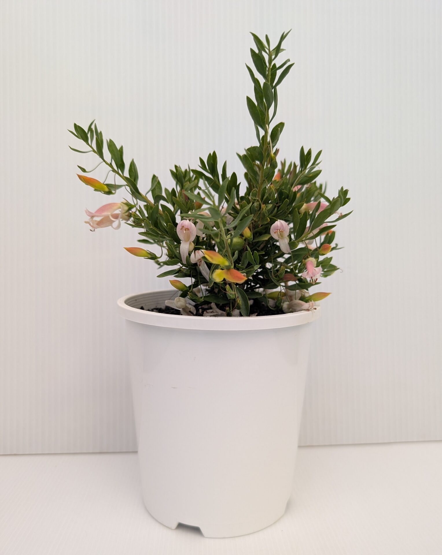 Eremophila - Pink Ice - Guildford Garden Centre