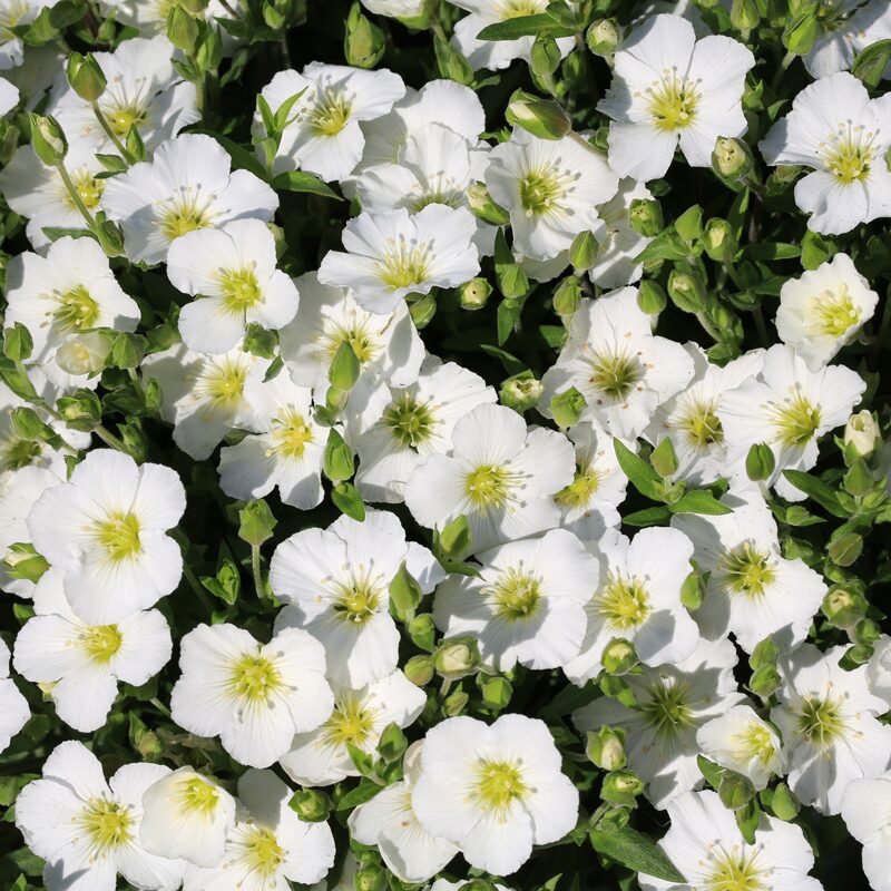 Arenaria - Mountain Sandwort - Guildford Garden Centre