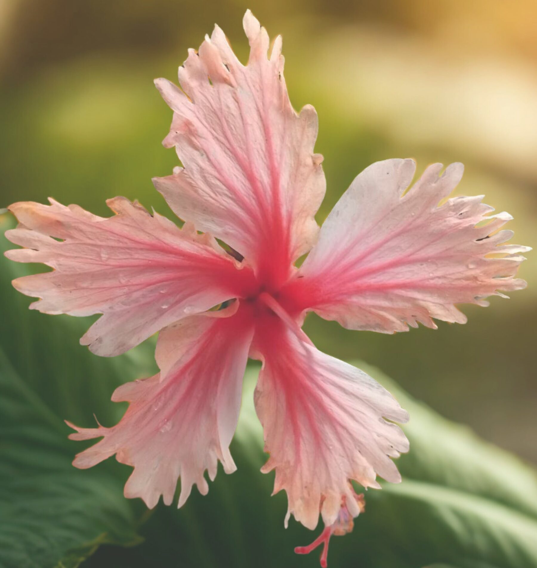 Hibiscus - Fancy Lady - Guildford Garden Centre