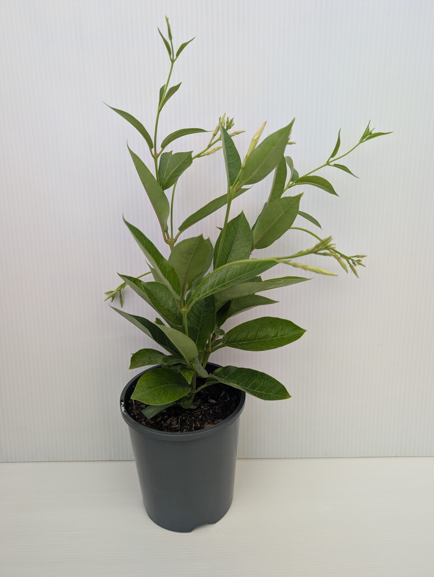 Mandevilla - Sun Parasol Apricot - Guildford Garden Centre