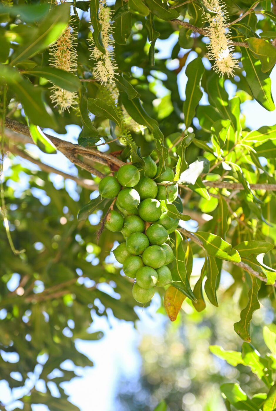 Macadamia - 344 - Grafted - Guildford Garden Centre