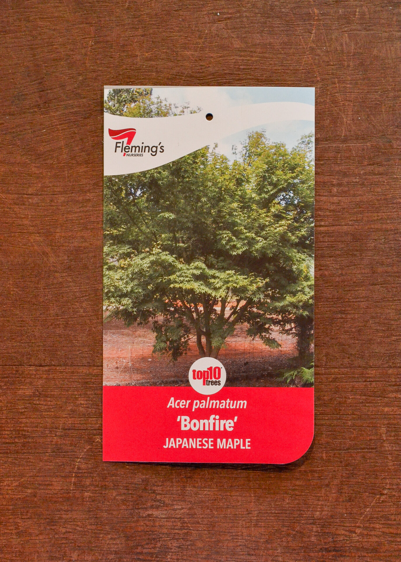 Japanese Maple - Bonfire - Bare Root - Guildford Garden Centre