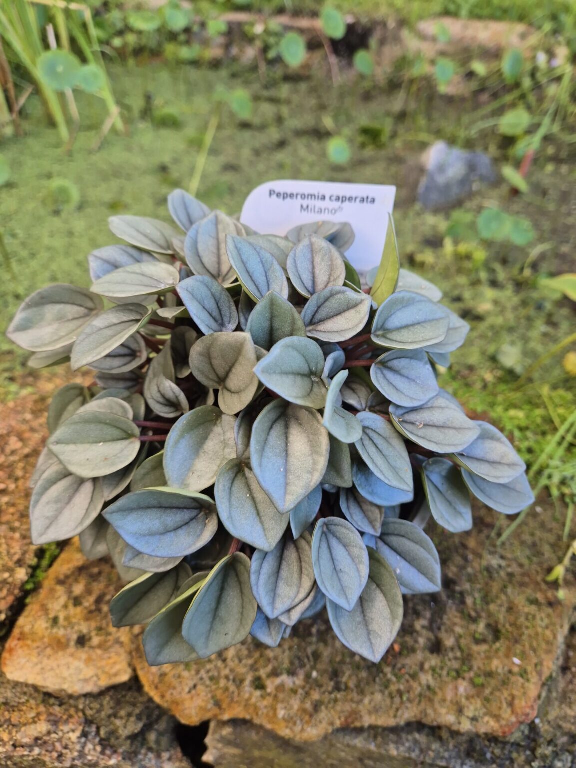 Peperomia - Milano - Guildford Garden Centre