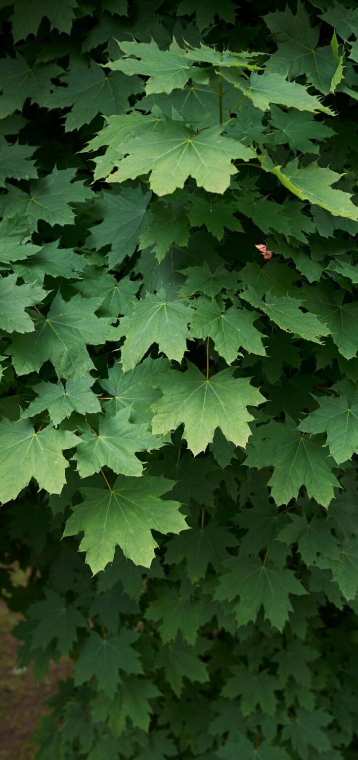 Norway Maple - Columnar - Bare Root - Guildford Garden Centre