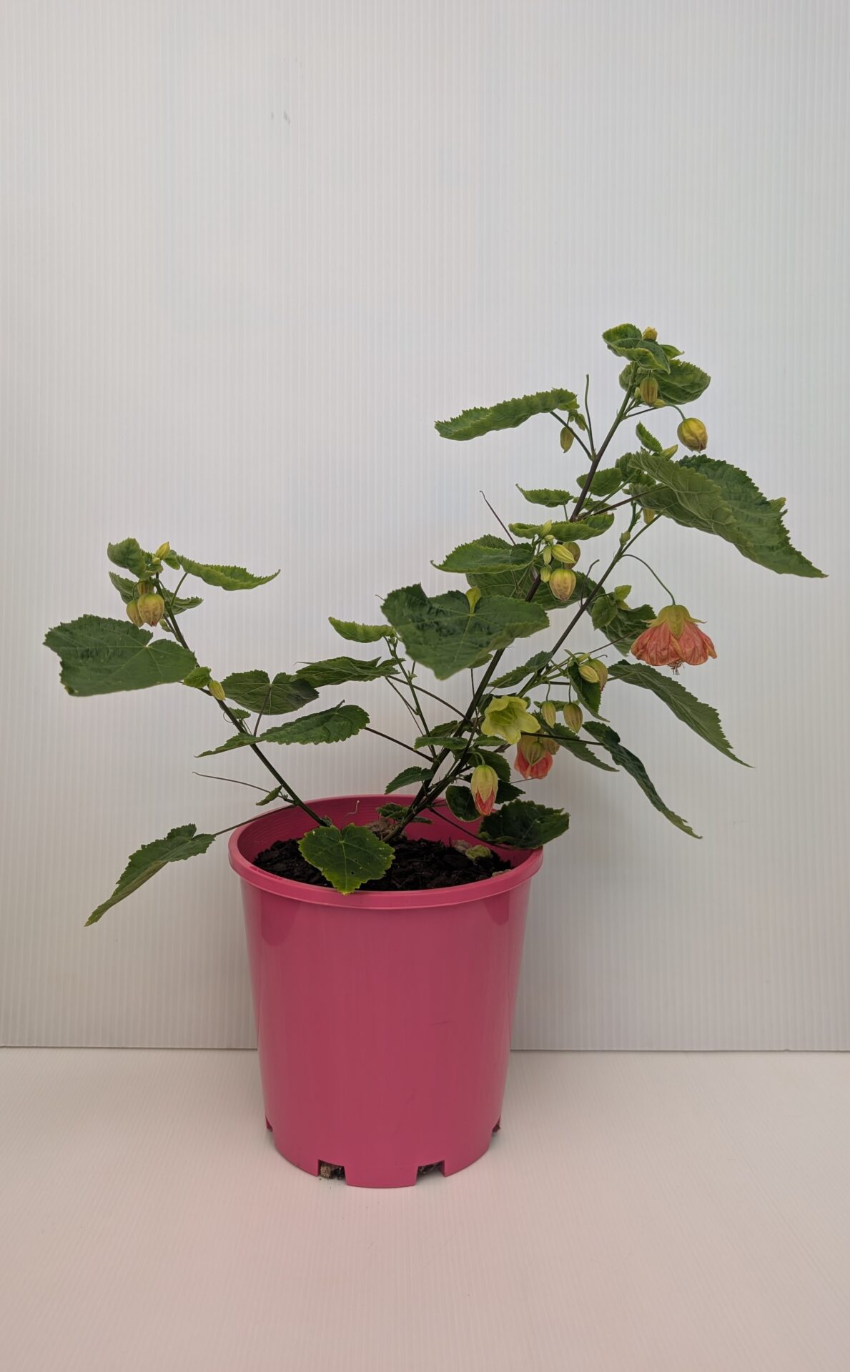 Abutilon - Lucky Lantern Pink - Guildford Garden Centre