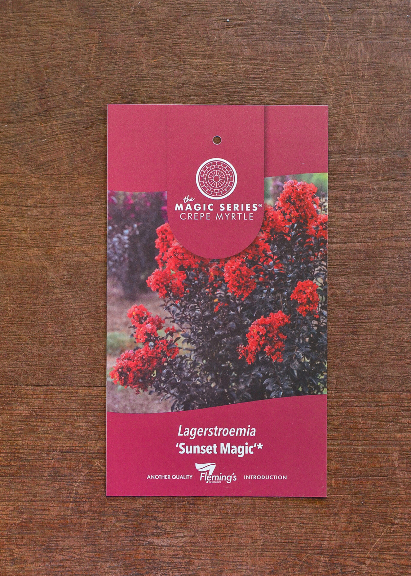 Crepe Myrtle - Sunset Magic - Bare Root - Guildford Garden Centre
