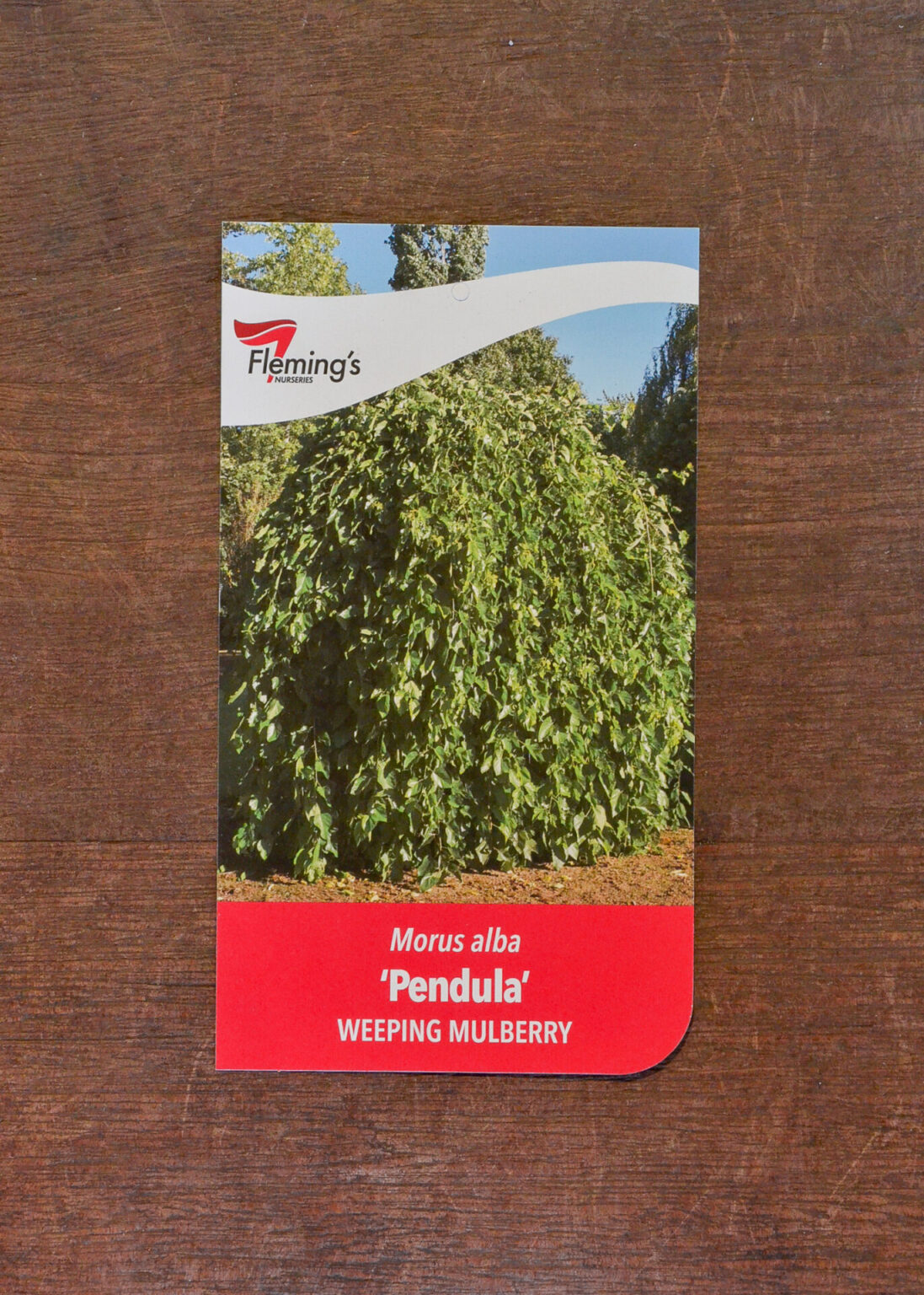 Mulberry - Weeping - Bare Root - Guildford Garden Centre