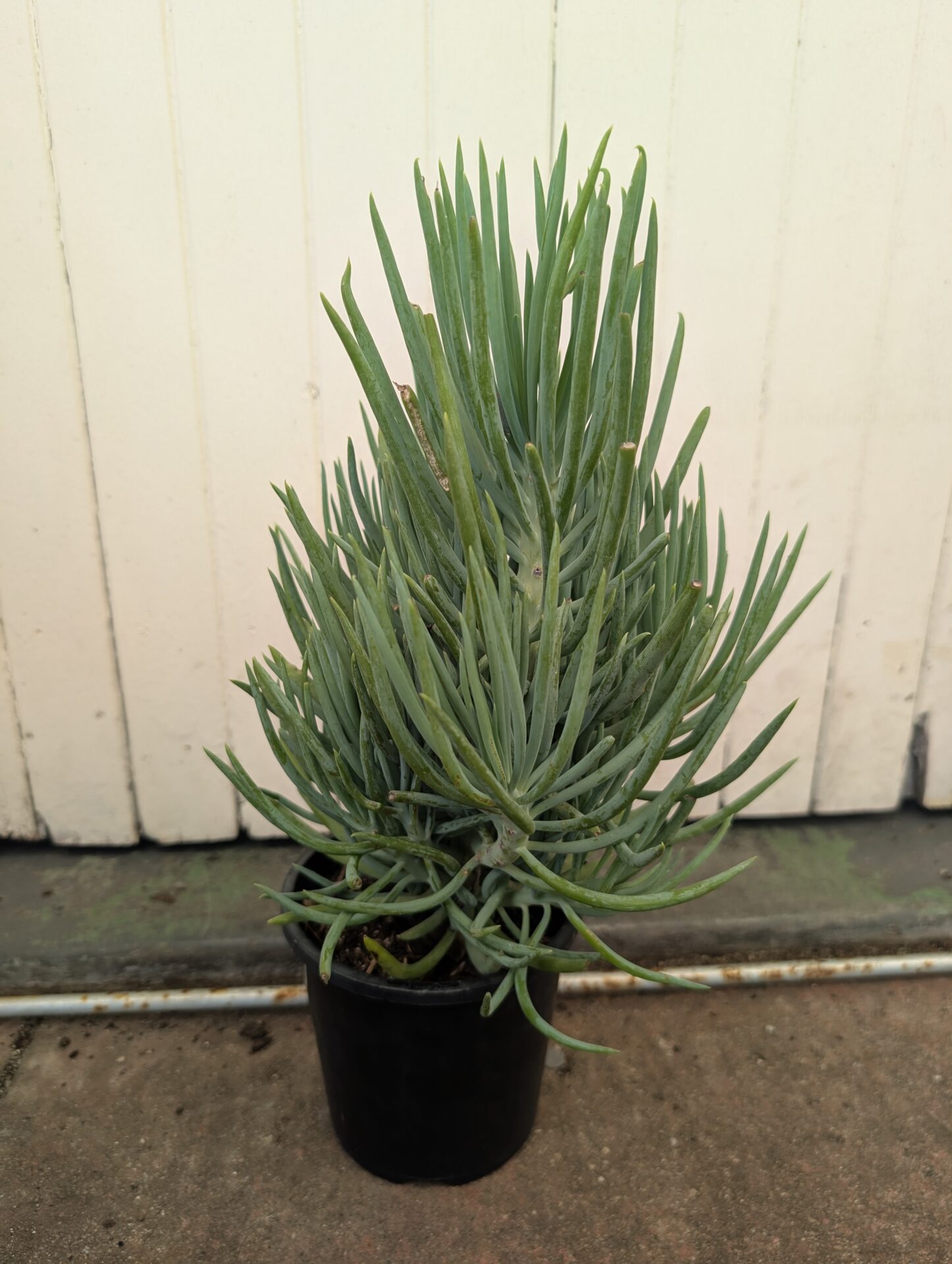 Senecio - Narrow Leaf Chalk Sticks - Guildford Garden Centre