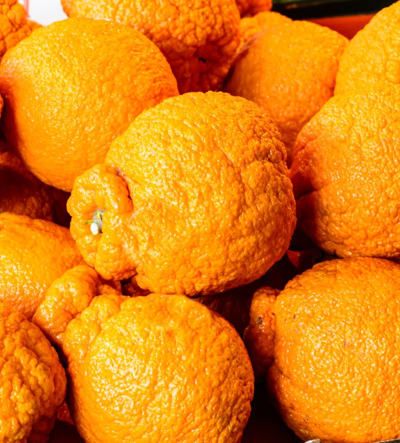 Mandarin - Dekapon - Guildford Garden Centre