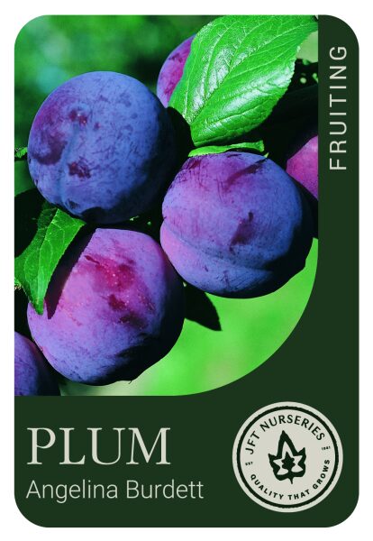 Plum - Angelina Burdett - Bare Root - Guildford Garden Centre