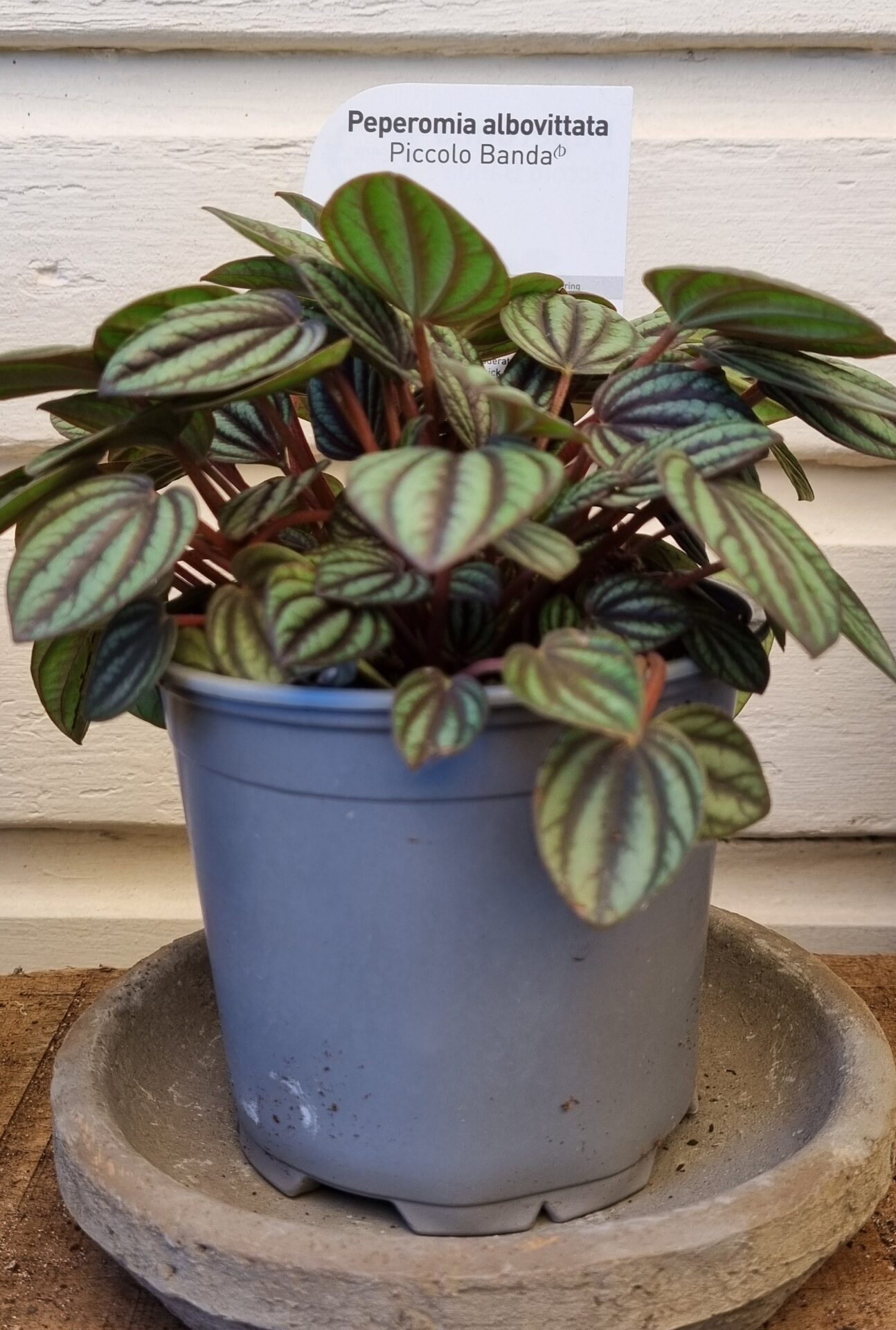 Peperomia - Piccolo Banda - Guildford Garden Centre